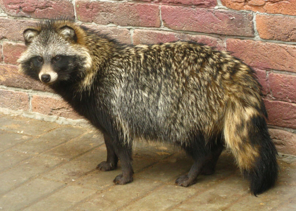 Marderhund (Nyctereutes procyonoides) – Jagdverband Bad Belzig